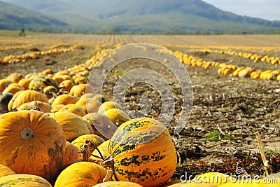 Halloween Pumpkin field - Stock Image - Everypixel