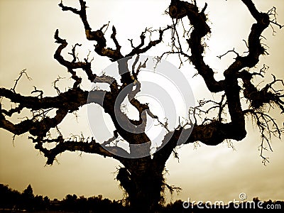 Old Scary Tree with Angry Face in Woods Stock Image - Image of evening ...