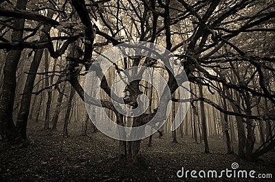 Old Scary Tree with Angry Face in Woods Stock Image - Image of evening ...