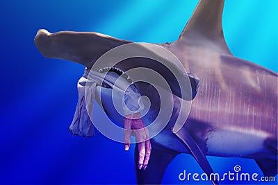 Hammerhead Shark With Hand Stock Images - Image: 29032904