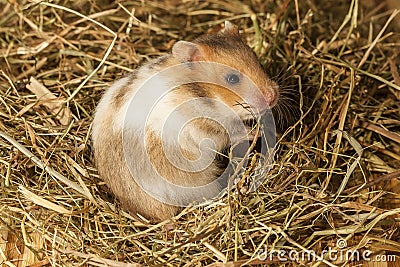 Hamster In The Hay. Stock Images - Image: 30771244