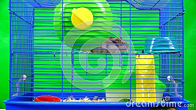 Hamster Pet Having Fun on the Slide in a Cage Stock Footage - Video of ...