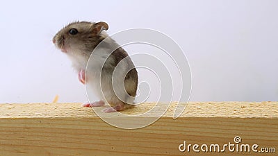 The Hamster Runs Left and Right on the Board and Stands on Its Hind ...