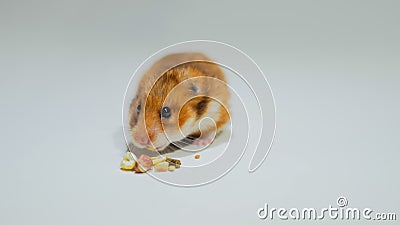 Hamster Stuffing His Cheeks with Food Slow Motion Stock Video - Video ...