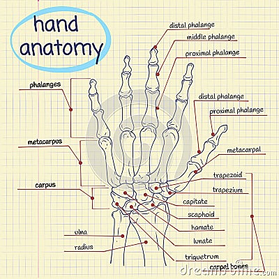Finger Anatomy Medical Vector Illustration with Bones, Muscle Scheme ...