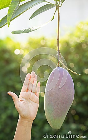 Hand And Big Red Ivory Mango Fruit On A Mango Tree In Mango Garden ...