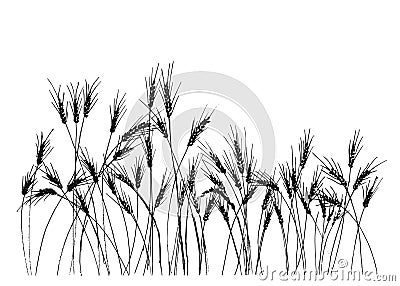 Hand Drawing Ears Of Rye Vector Illustration | CartoonDealer.com #57770340