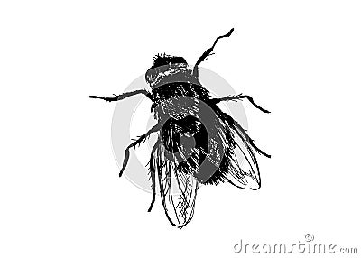 Hand Drawing House-fly Stock Vector - Image: 53111023