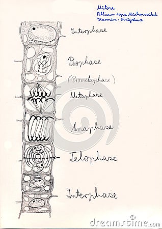 Hand Drawing Of Microscopic Herbal Preparations Royalty-Free Stock ...
