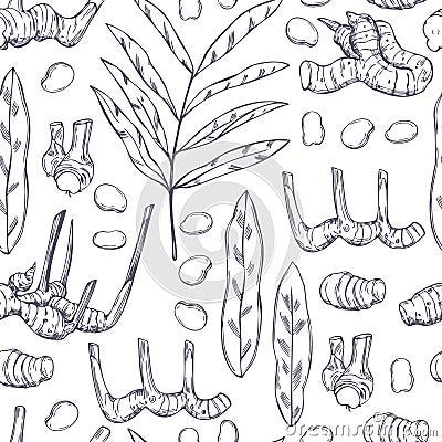 Alpinia Galanga. Vector Sketch Illustration Stock Vector - Illustration ...