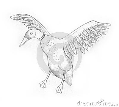 Hand Drawn - Duck Stock Image - Image: 13040731