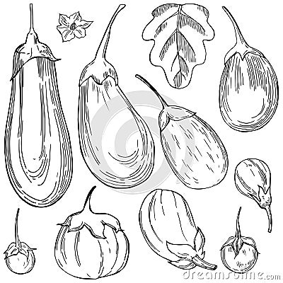 Hand Drawn Eggplants. Vector Sketch Illustration | CartoonDealer.com #126680558