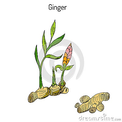 Hand Drawn Ginger Plant Vector Illustration | CartoonDealer.com #79625174