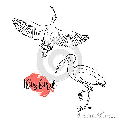 Hand Drawn Ibis. Linear Style. Vector Line Drawing | CartoonDealer.com ...
