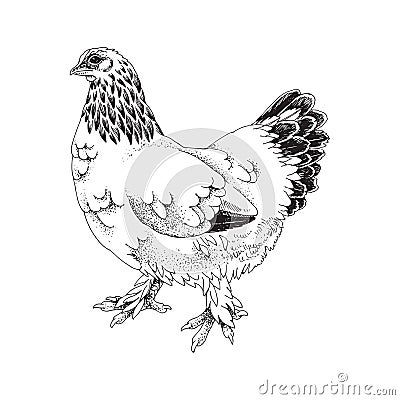 Hand Drawn Illustration Of Brahma Chicken | CartoonDealer.com #291032422