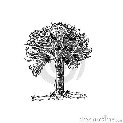 Hand Drawn Old Tree Isolated On White Background.Sketch Illustration ...