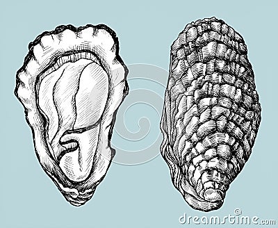 Hand Drawn Oyster Salt-water Bivalve Stock Illustration | CartoonDealer ...