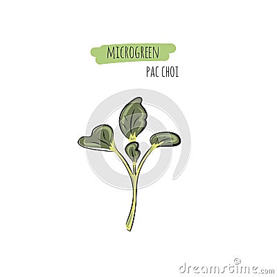 Hand Drawn Pac Choi Micro Greens. Vector Illustration In Sketch Style ...
