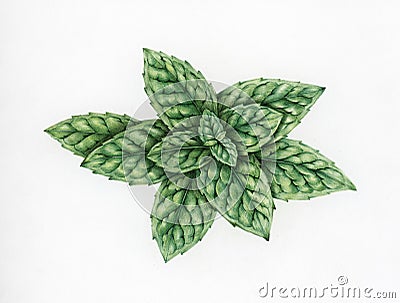 Hand Drawn Peppermint Isolated On White Background Stock Photo ...