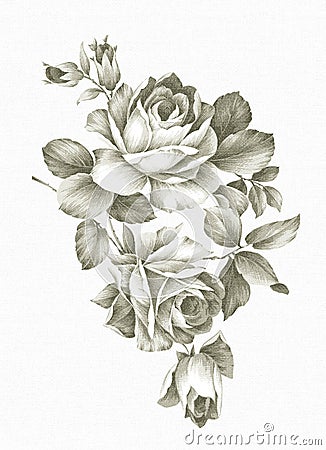 Hand Drawn Rose. Stock Photo - Image: 17634460