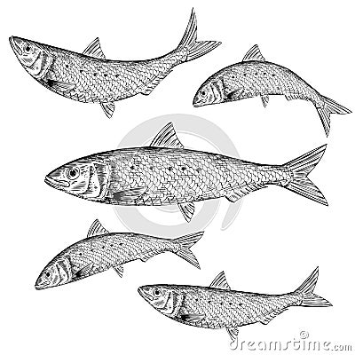 Hand Drawn Sardine Royalty Free Stock Images - Image: 36600129