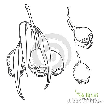 Australian Gumnut Eucalypt Branches And Seed Pods Vector Illustration ...