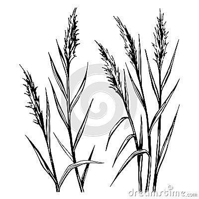 Hand Drawn Sketch Of The Reed Isolated On White Background. Vector ...
