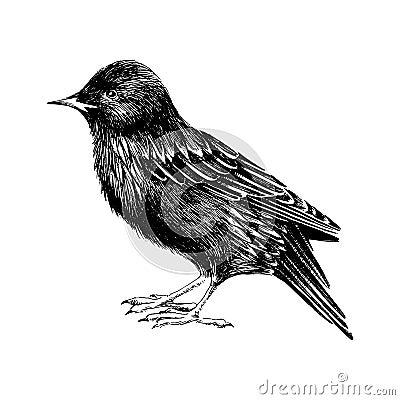 Hand Drawn Starling Vector Illustration | CartoonDealer.com #77717514