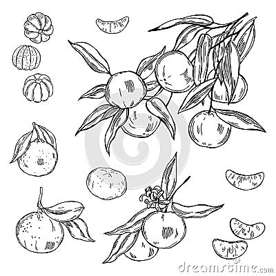 Hand Drawn Tangerines. Vector Sketch Illustration | CartoonDealer.com ...