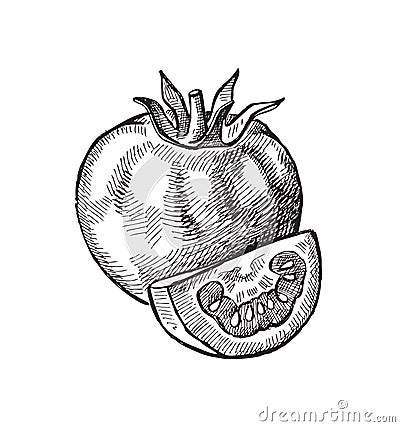 Hand Drawn Of Tomato Stock Vector - Image: 44465792