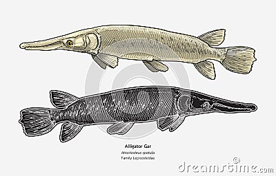 Hand Drawn Vector Of Alligator Gar Fish Royalty-Free Stock Image ...