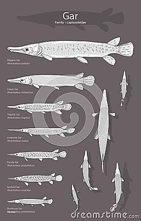 Hand Drawn Vector Set Of Gar Fish Stock Photo | CartoonDealer.com ...