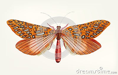 Hand Drawn Of Venus Moth Royalty-Free Stock Image | CartoonDealer.com ...