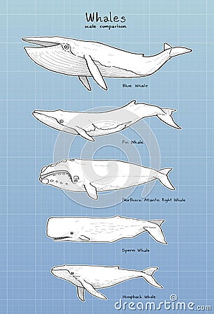 Hand Drawn Whales Scale Comparison Vector Illustration | CartoonDealer ...
