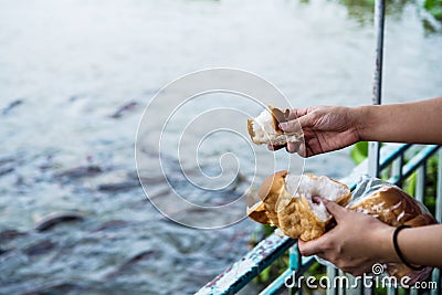 Hand feeding food to fish - Stock Image - Everypixel