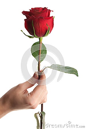 Hand Giving Or Holding Rose, Isolated Royalty Free Stock Photo - Image ...