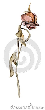 Hand Painted Rose Withering Rose Cartoon Vector | CartoonDealer.com ...