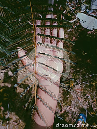 Hand And Tree Royalty-Free Stock Photography | CartoonDealer.com #163337843