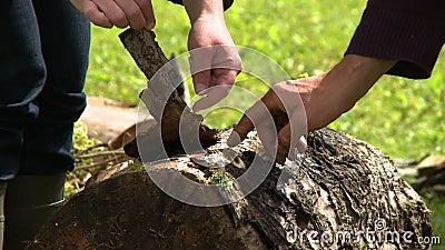 Pulling Bark Off Tree Stump Stock Footage - Video of bark, handheld ...