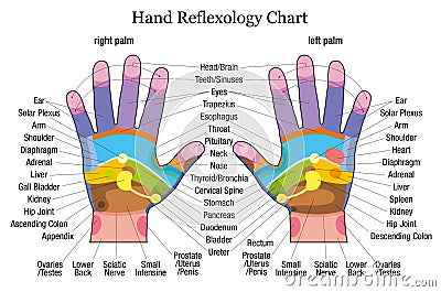 Handreflexzonenmassage-Diagrammbeschreibung Vektor Abbildung - Bild ...