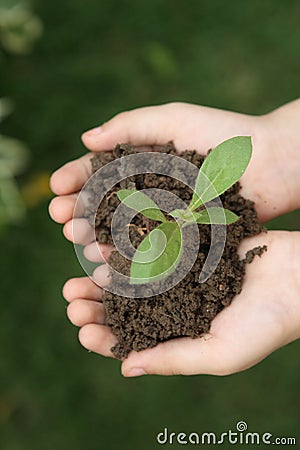 Hands Holding Seedling Stock Photography - Image: 4634492