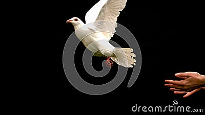 Hands releasing a dove stock footage. Video of person - 40099668