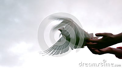 Hands releasing a dove stock footage. Video of person - 40099668