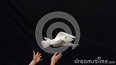 Hands releasing a dove stock footage. Video of person - 40099668