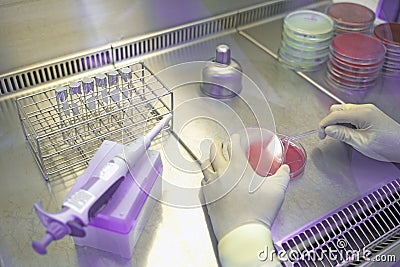 Hands Of Scientists Are Working On Research.Bacteria In Agar Sheets ...