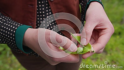 Hands of Girl Shell Fine Pea Pods Stock Footage - Video of grow, garden ...