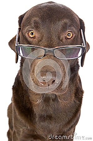 Handsome And Clever Labrador In Glasses Stock Image - Image: 9681531