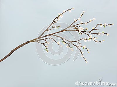Hanging Baby Branch Stock Photo - Image: 41343951