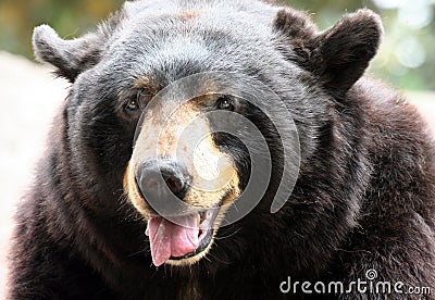 Happy Bear Stock Photo - Image: 9587280