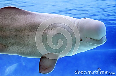 Happy Beluga Whale Stock Photography | CartoonDealer.com #21294440